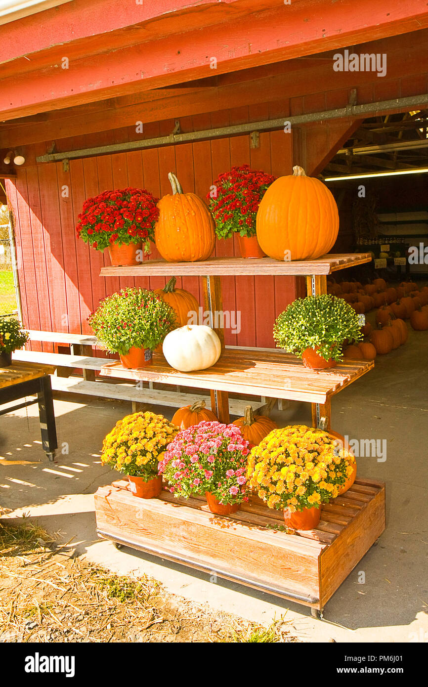 Country Farmer's Market with lots of produce including pumpkins in the ...