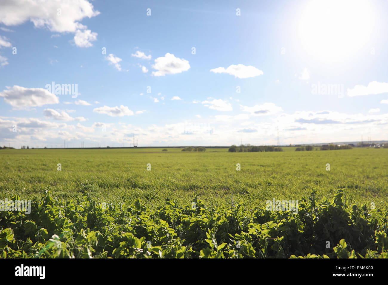 Landscape is summer. Green trees and grass in a countryside land Stock ...