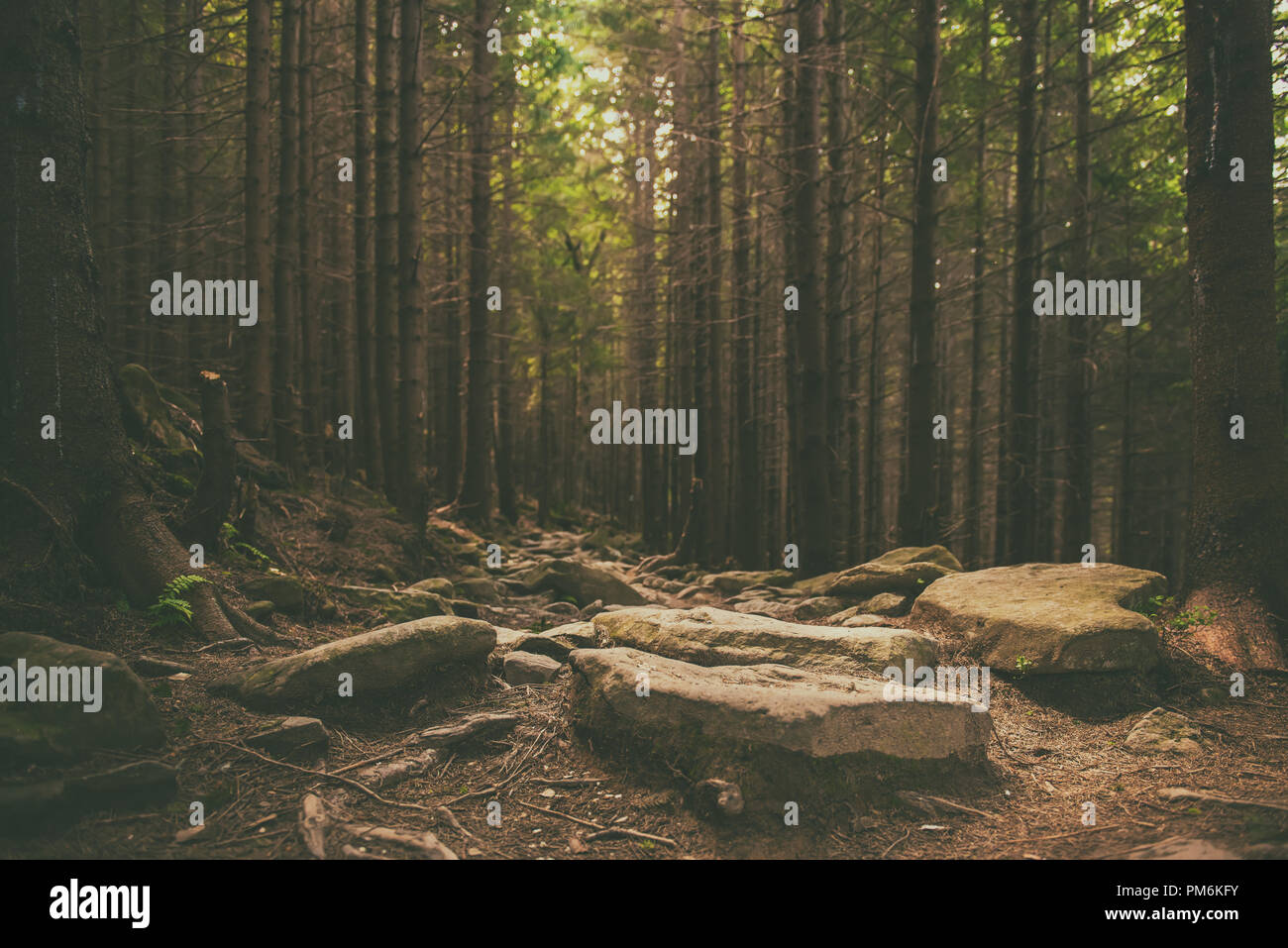 North scandinavian forest Stock Photo - Alamy