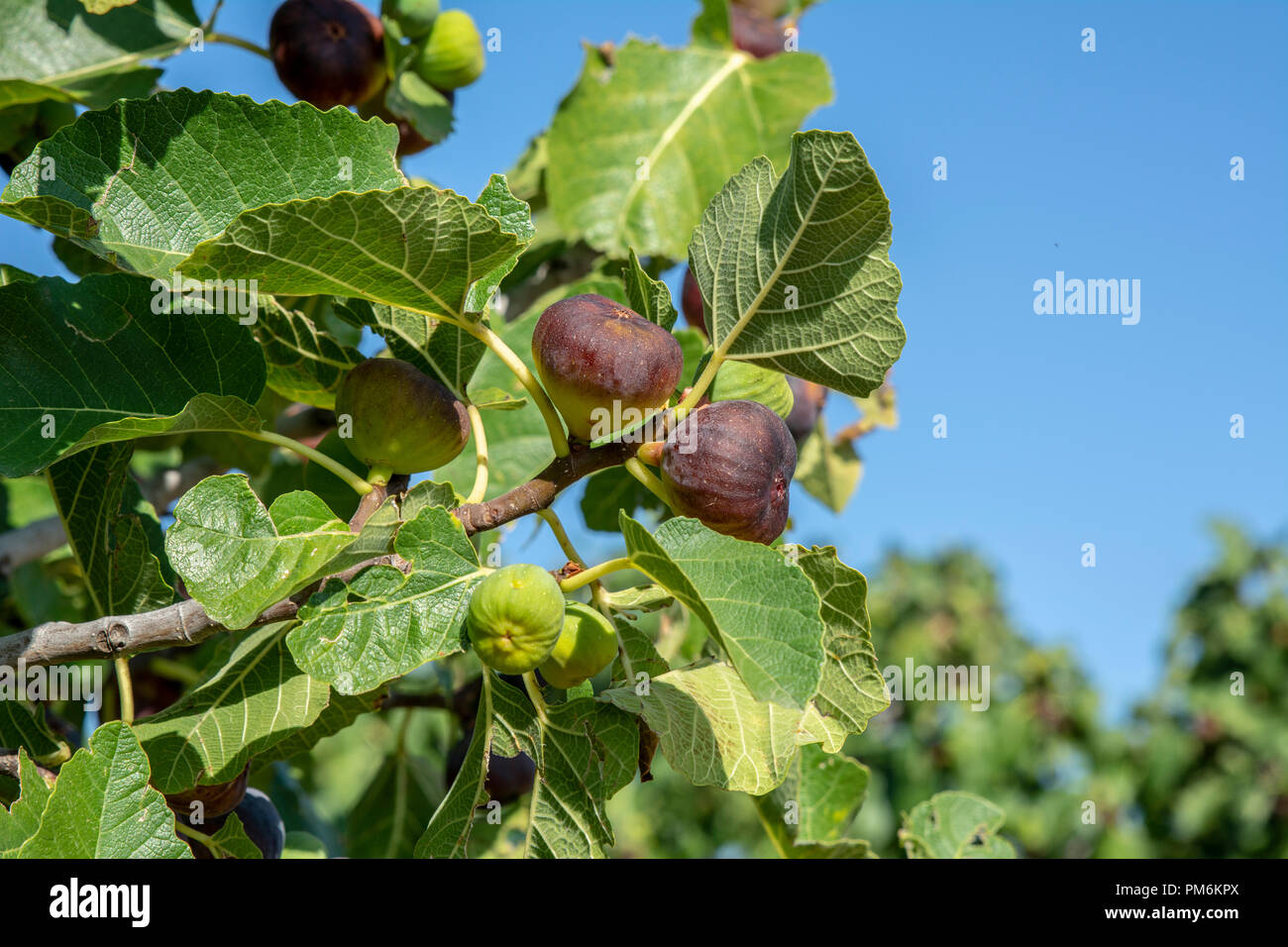 Fresh Figs fruit hanging on the branch of tree Stock Photo - Alamy