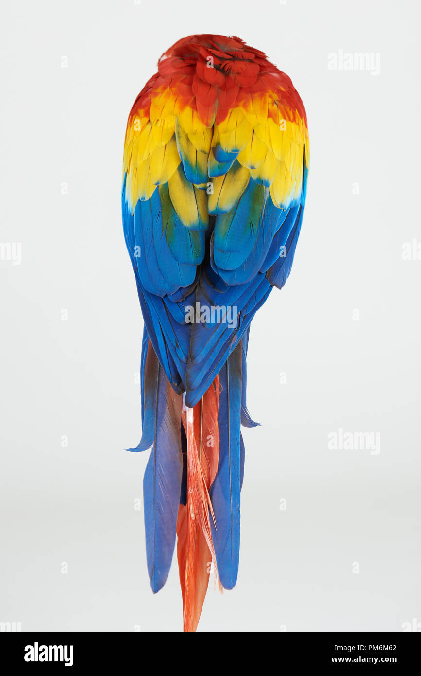 Back of macaw parrot isolated on white studio background Stock Photo ...