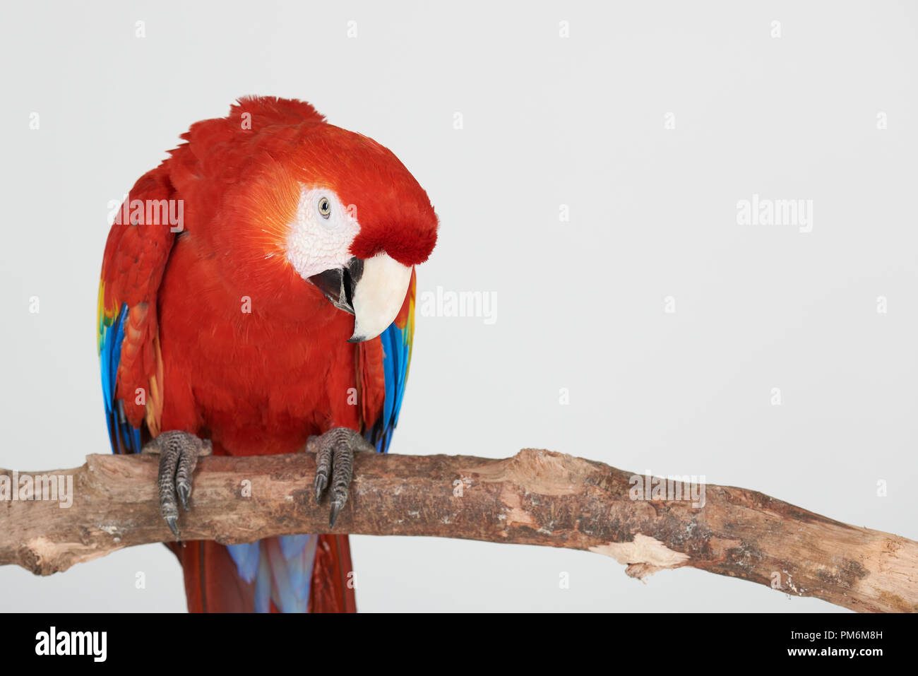 One parrot sitting on branch isolated on white studio background Stock ...
