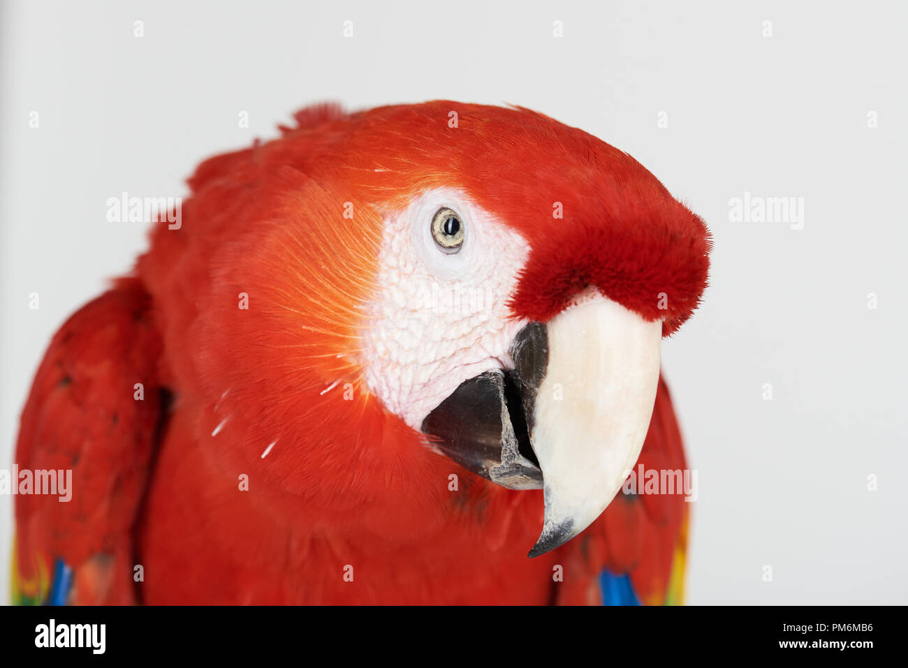Close up portrait of red parrot isolated on white studio background ...