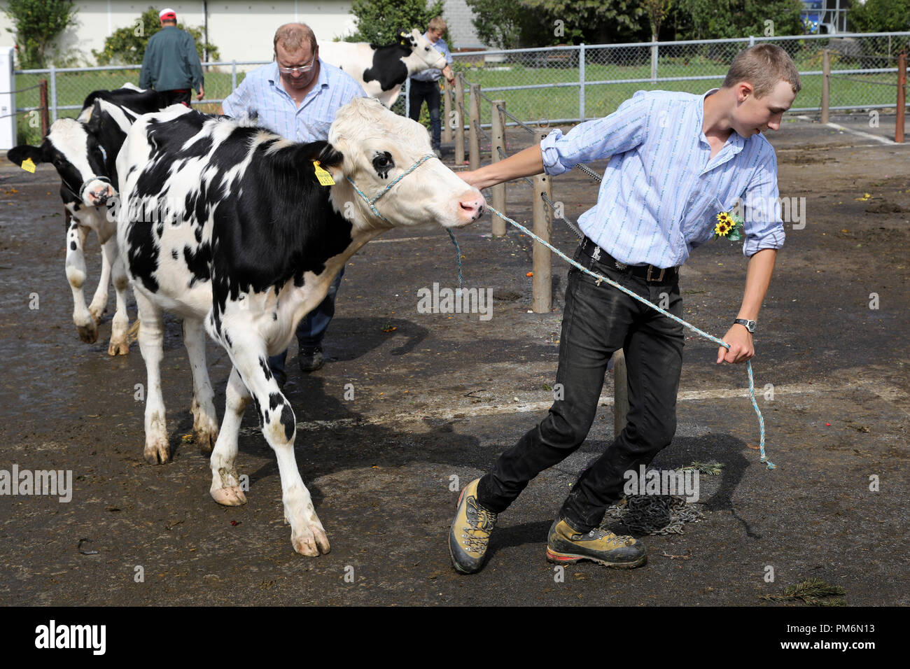 Cattle loading truck hi-res stock photography and images - Alamy