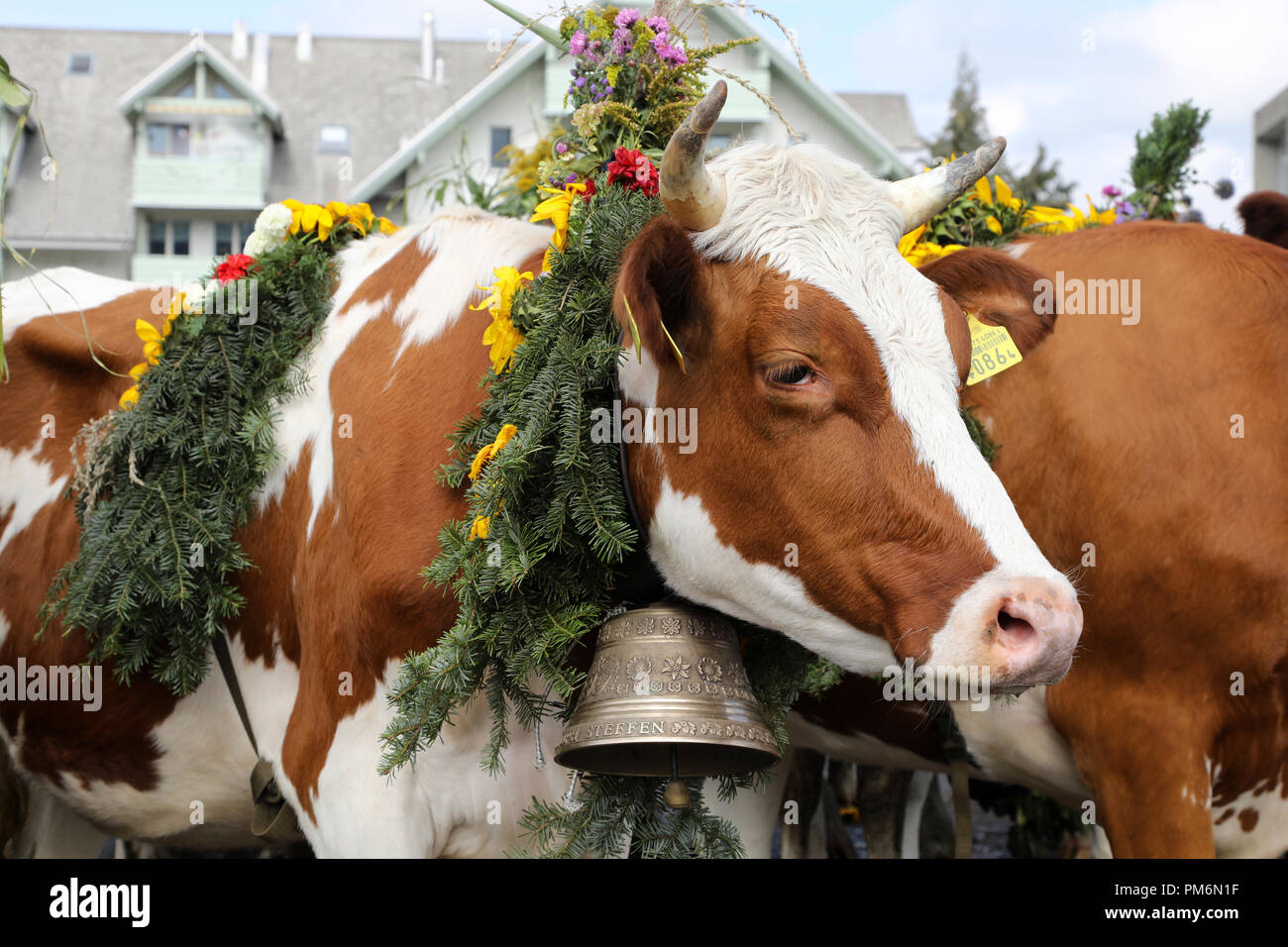 Brown swiss cow autumn hi-res stock photography and images - Alamy