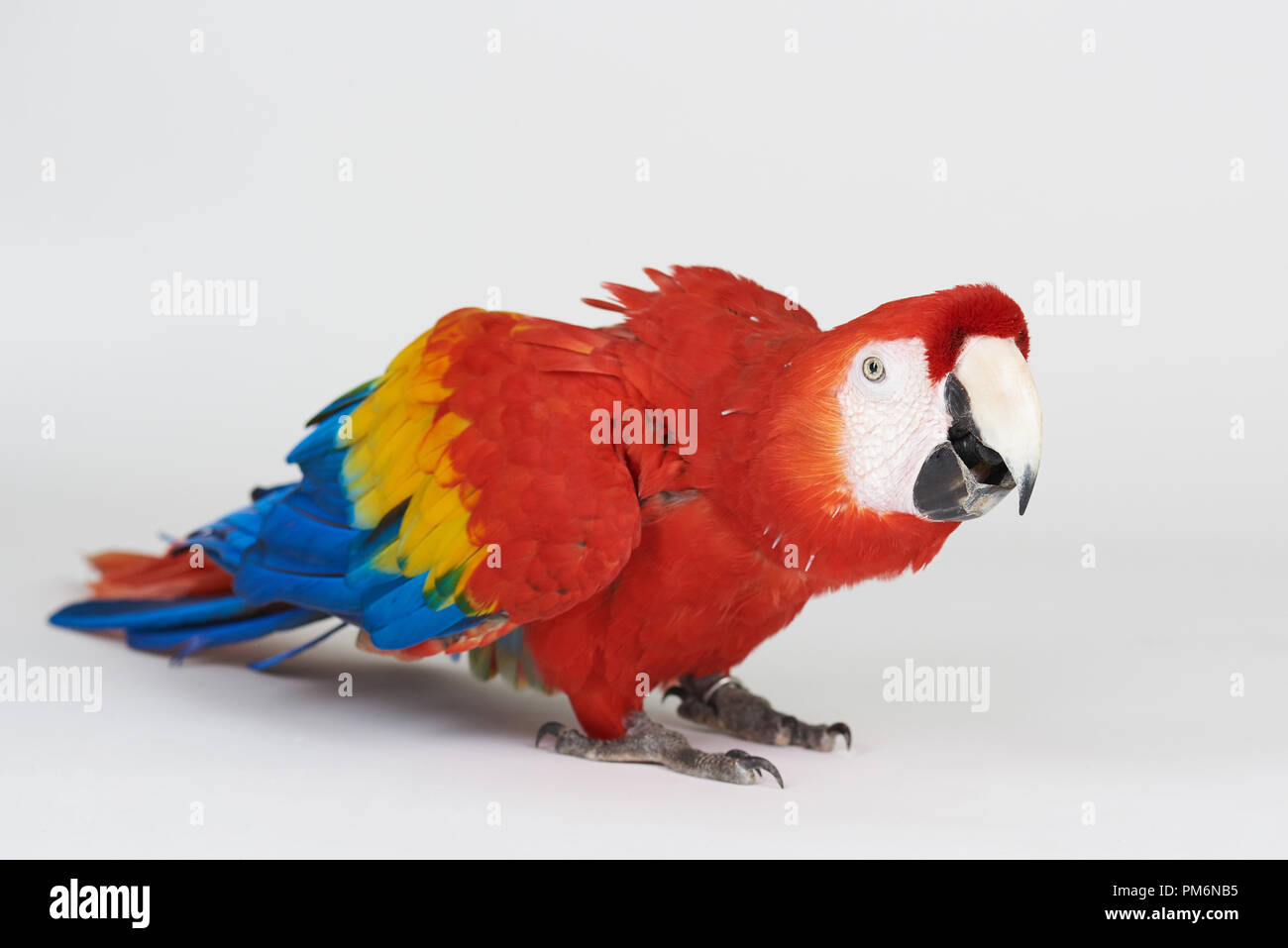 Ready to fly red parrot isolated on white studio background Stock Photo ...