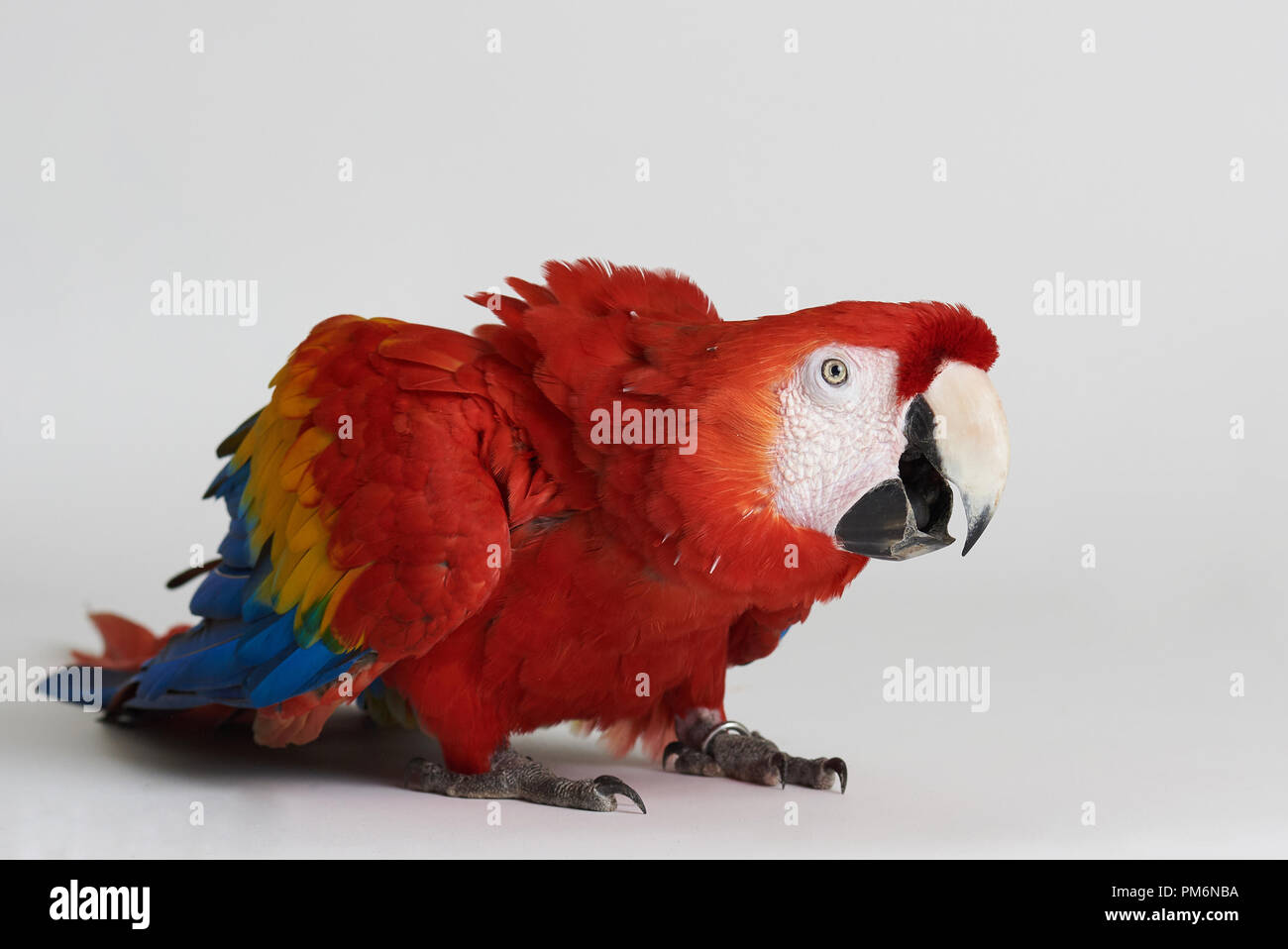 Afraid red parrot sit on white studio background Stock Photo - Alamy