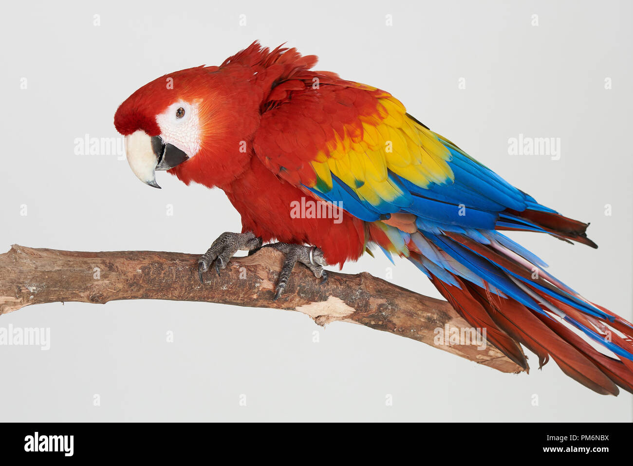 Colorful ara parrot sit on tree branch isolated on white studio ...