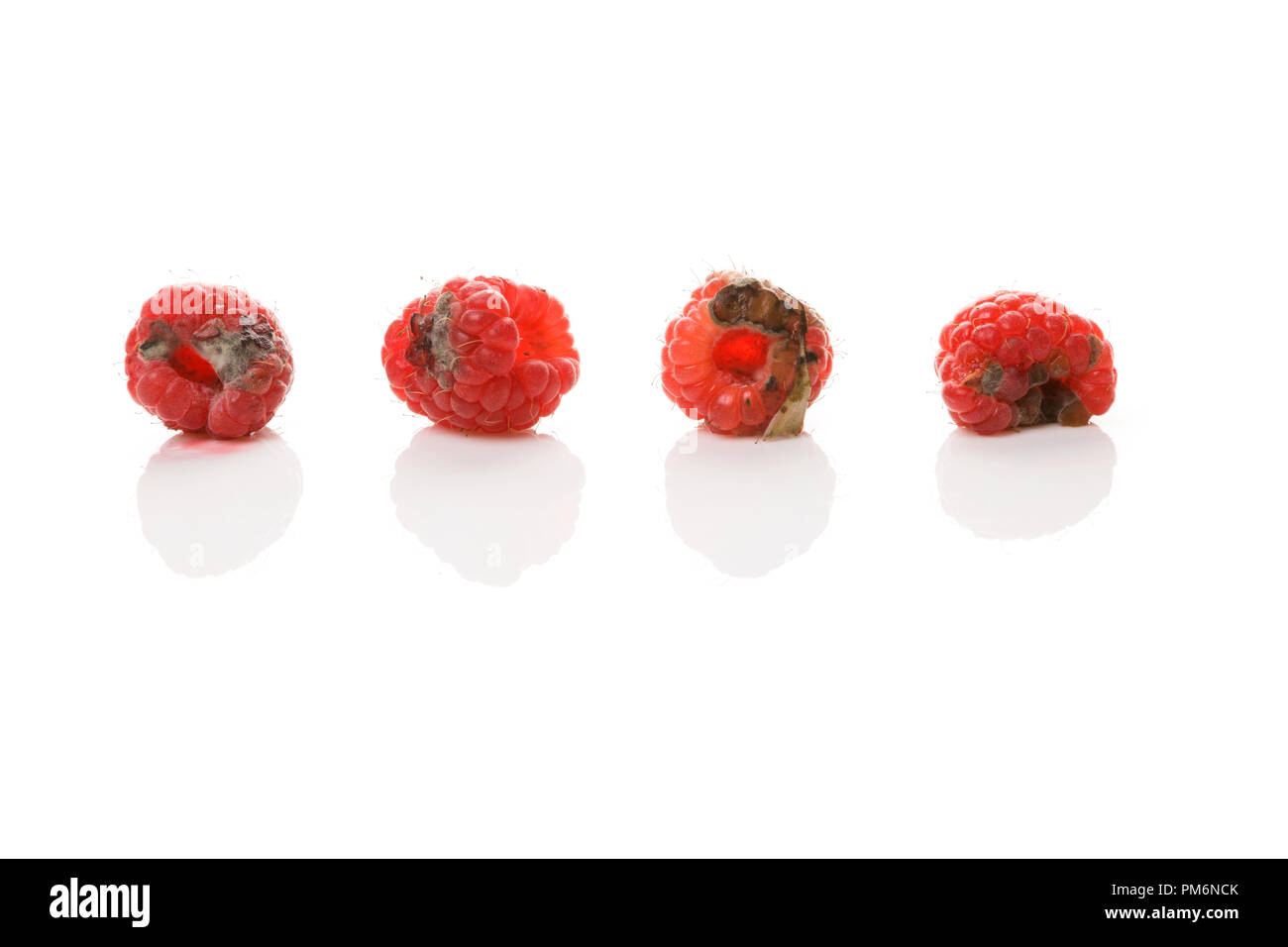 Rotten raspberries with mold isolated on white background. Uneatable ...