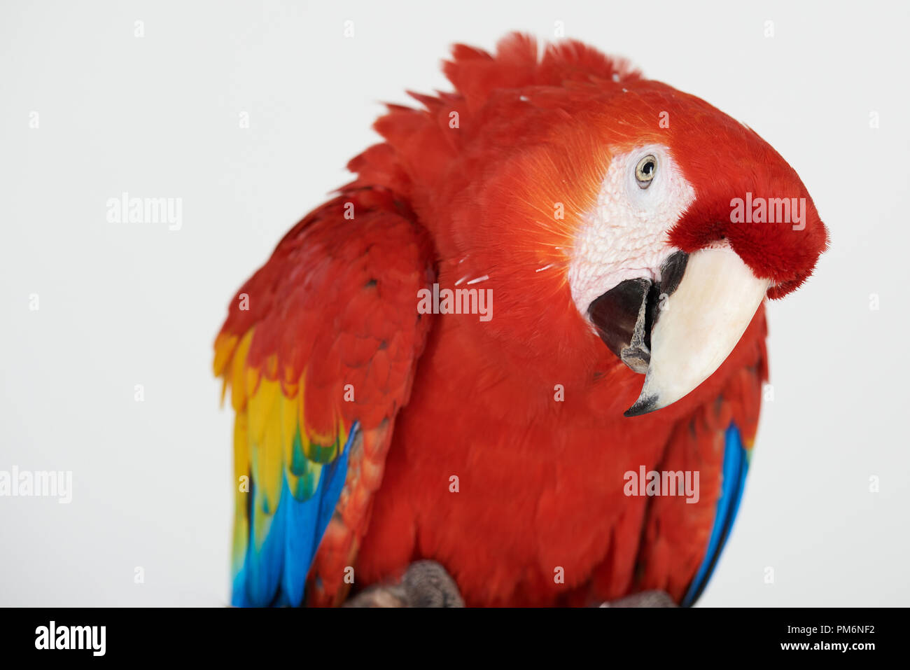 Curious red parrot portrait isolated on white studio background Stock ...
