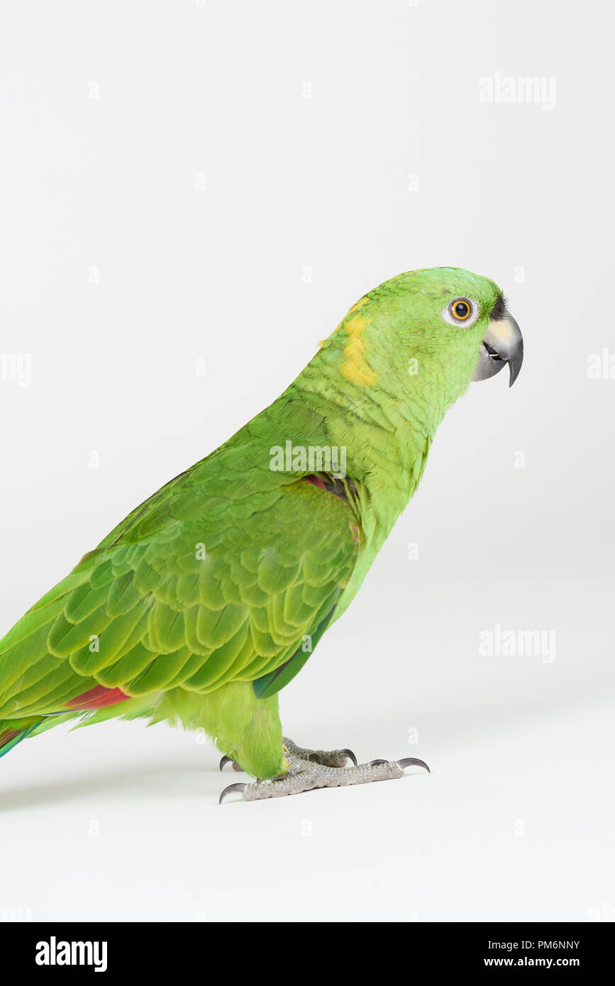 Side view of green parrot stand on white studio background Stock Photo ...