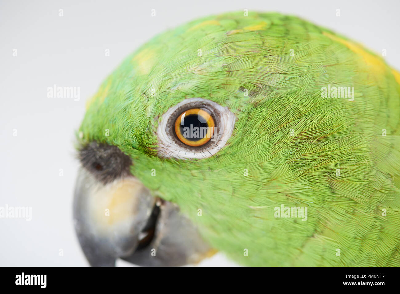 Close up of parrot eye isolated on white studio background Stock Photo ...