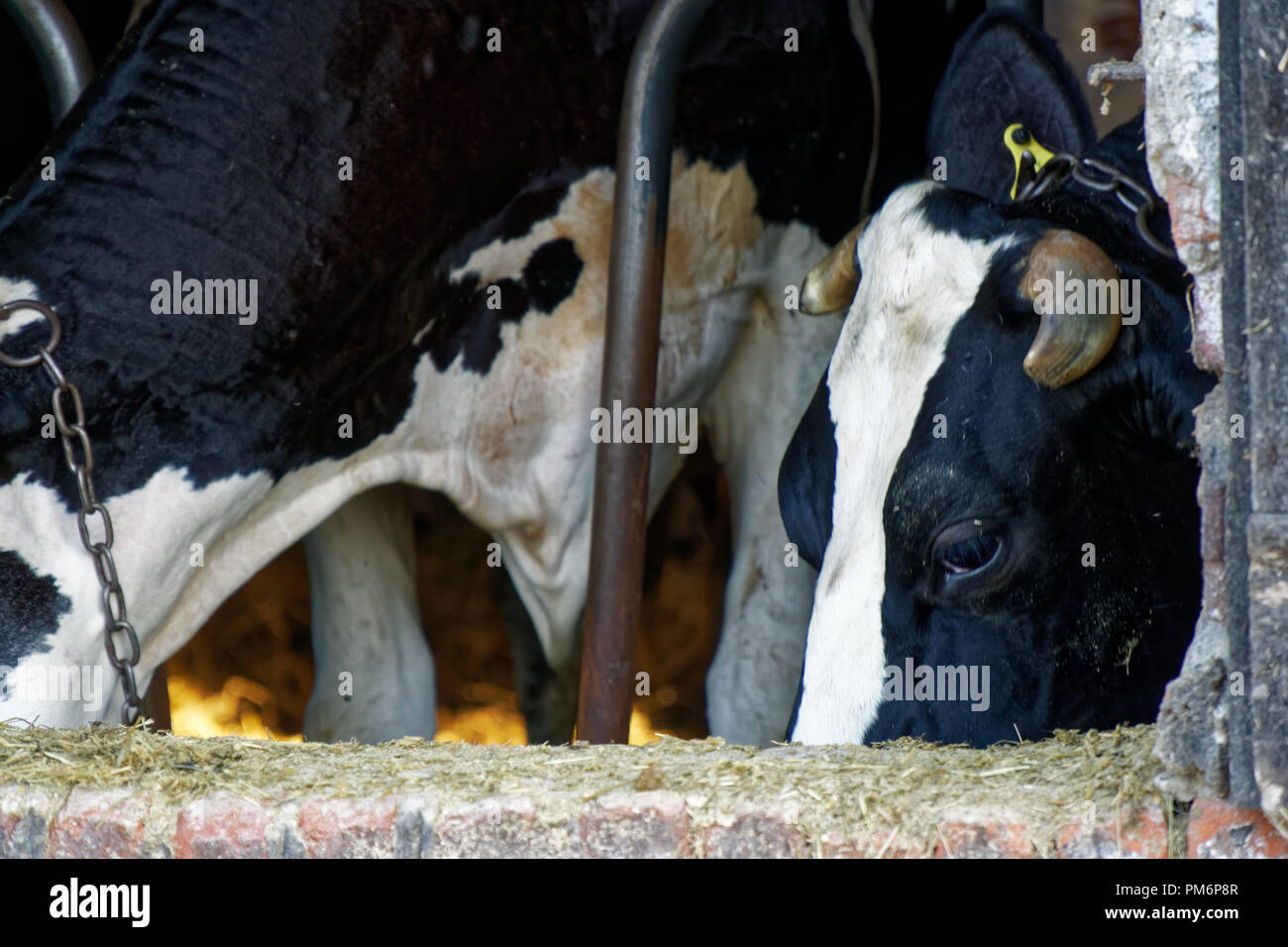 Dairy cows in the stable, animals farm Stock Photo - Alamy