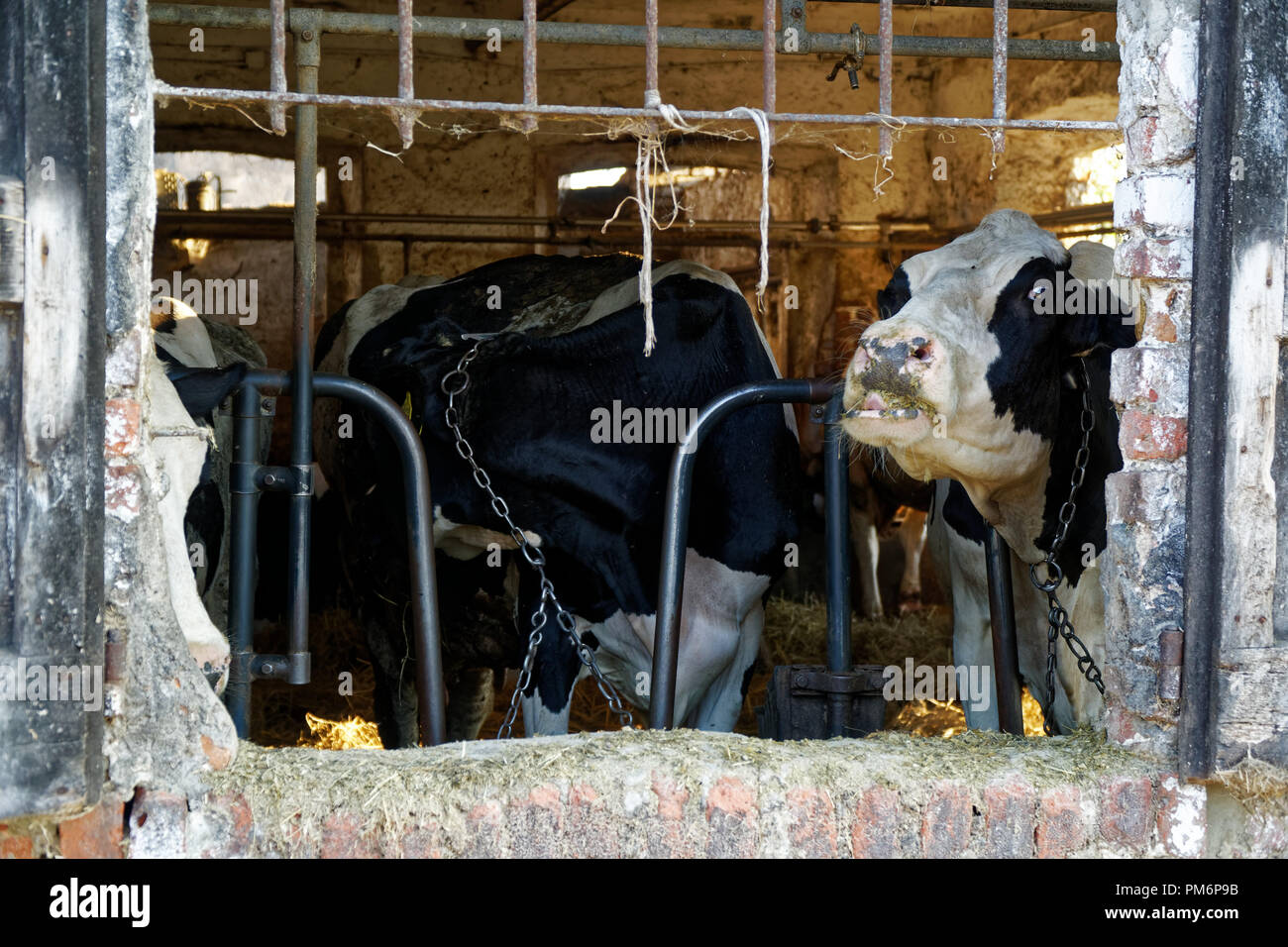 Dairy cows in the stable, animals farm Stock Photo - Alamy