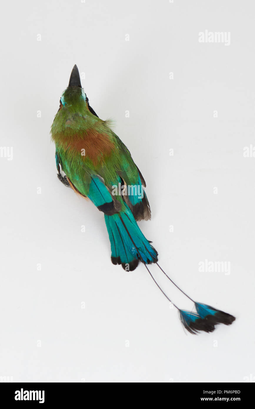 Back top view on green bird isolated on white studio background Stock ...