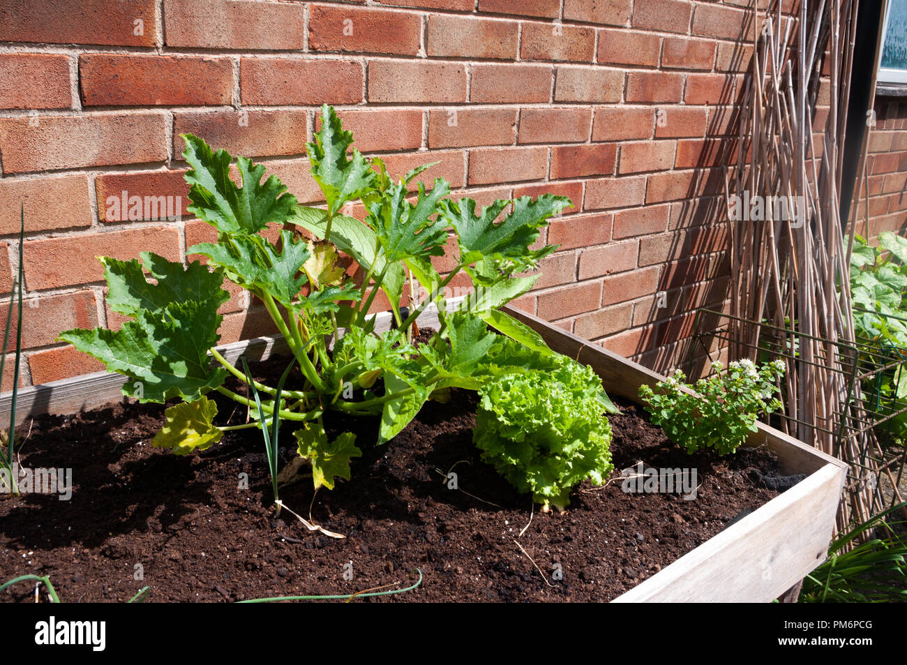 Courgette container growing hi-res stock photography and images - Alamy