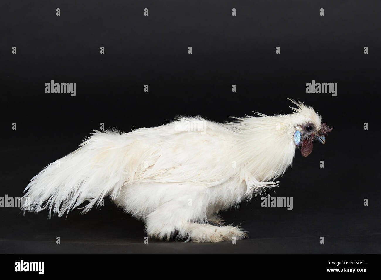 One fluffy white chicken sit on black studio background Stock Photo - Alamy
