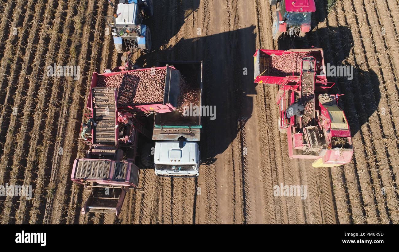 aerial loading potato truck while harvesting potato. potatoes ...