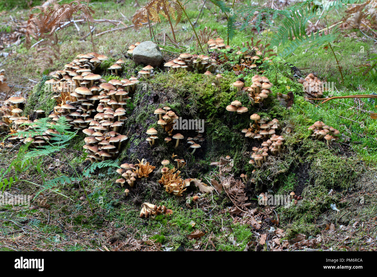 Mushroom colony hi-res stock photography and images - Alamy