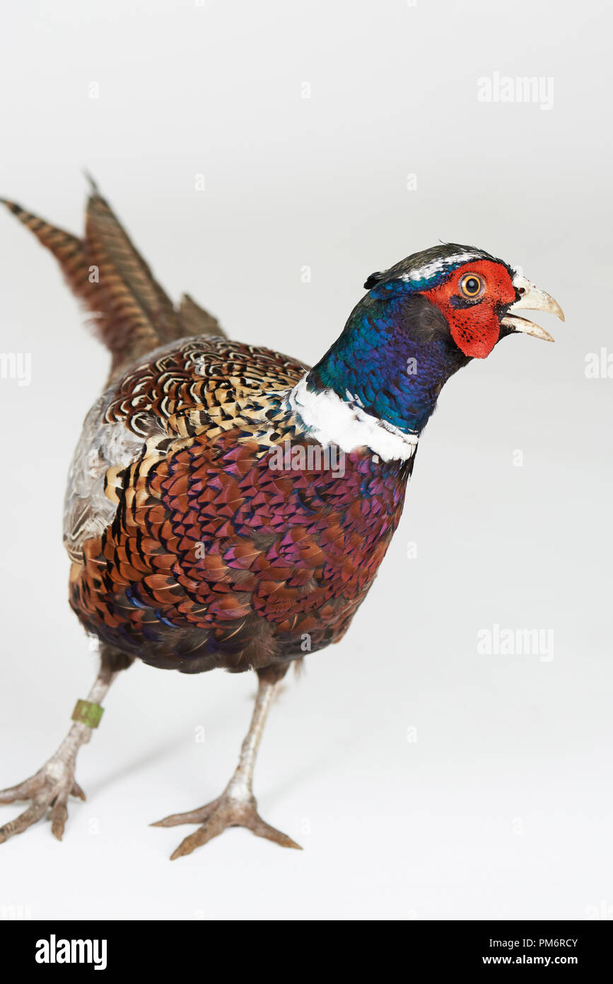Ring-necked pheasant stand on white studio background isolated Stock ...