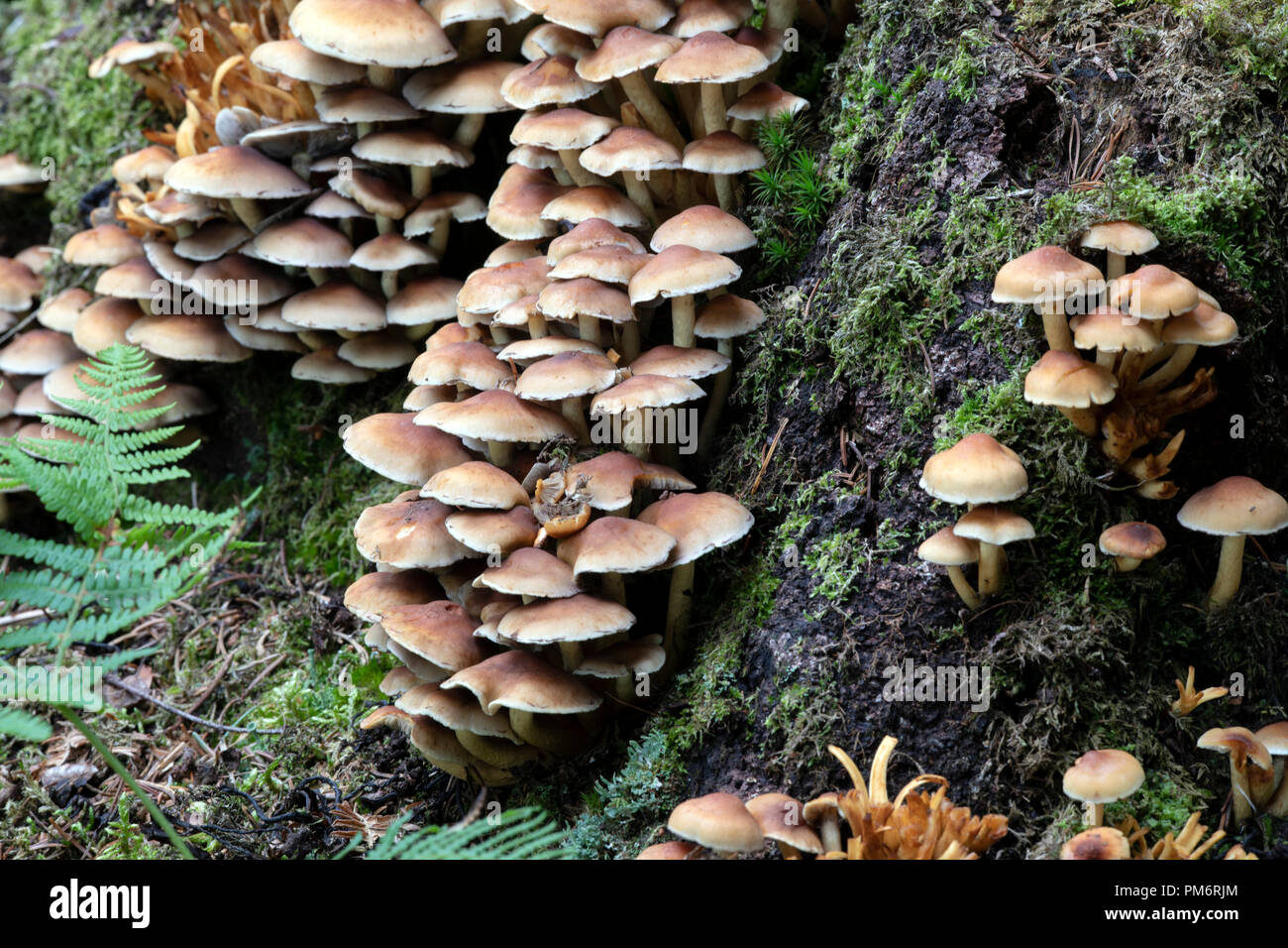Mushroom colony hi-res stock photography and images - Alamy