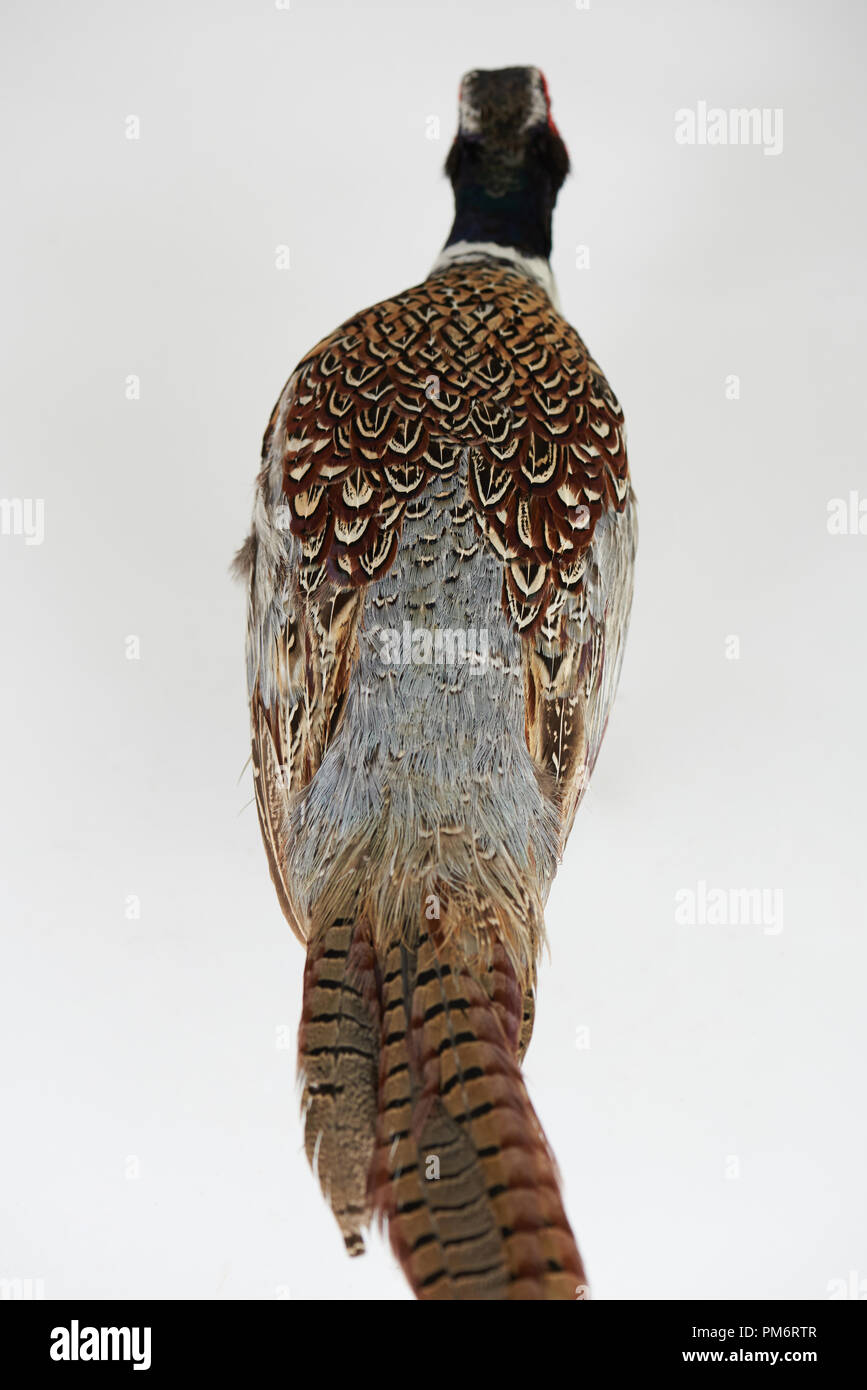 Brown back on pheasant bird isolated on white studio background Stock ...