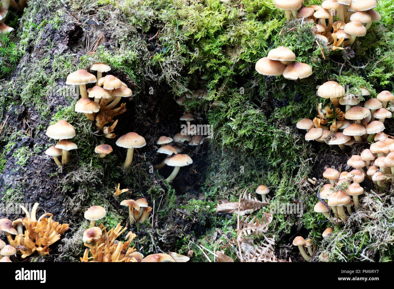 Mushroom colony hi-res stock photography and images - Alamy