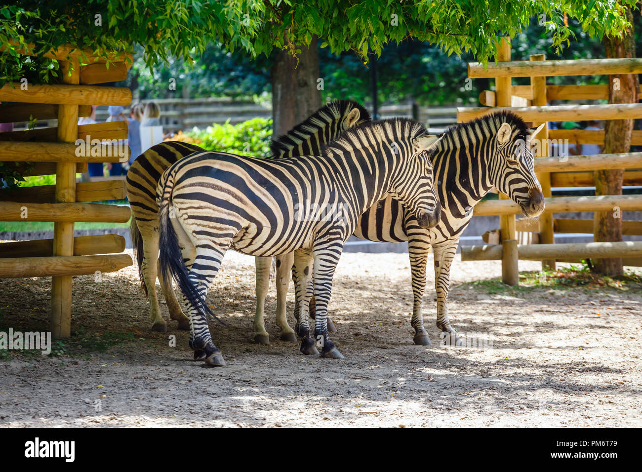 Portrait of zebras in the zoo Stock Photo - Alamy