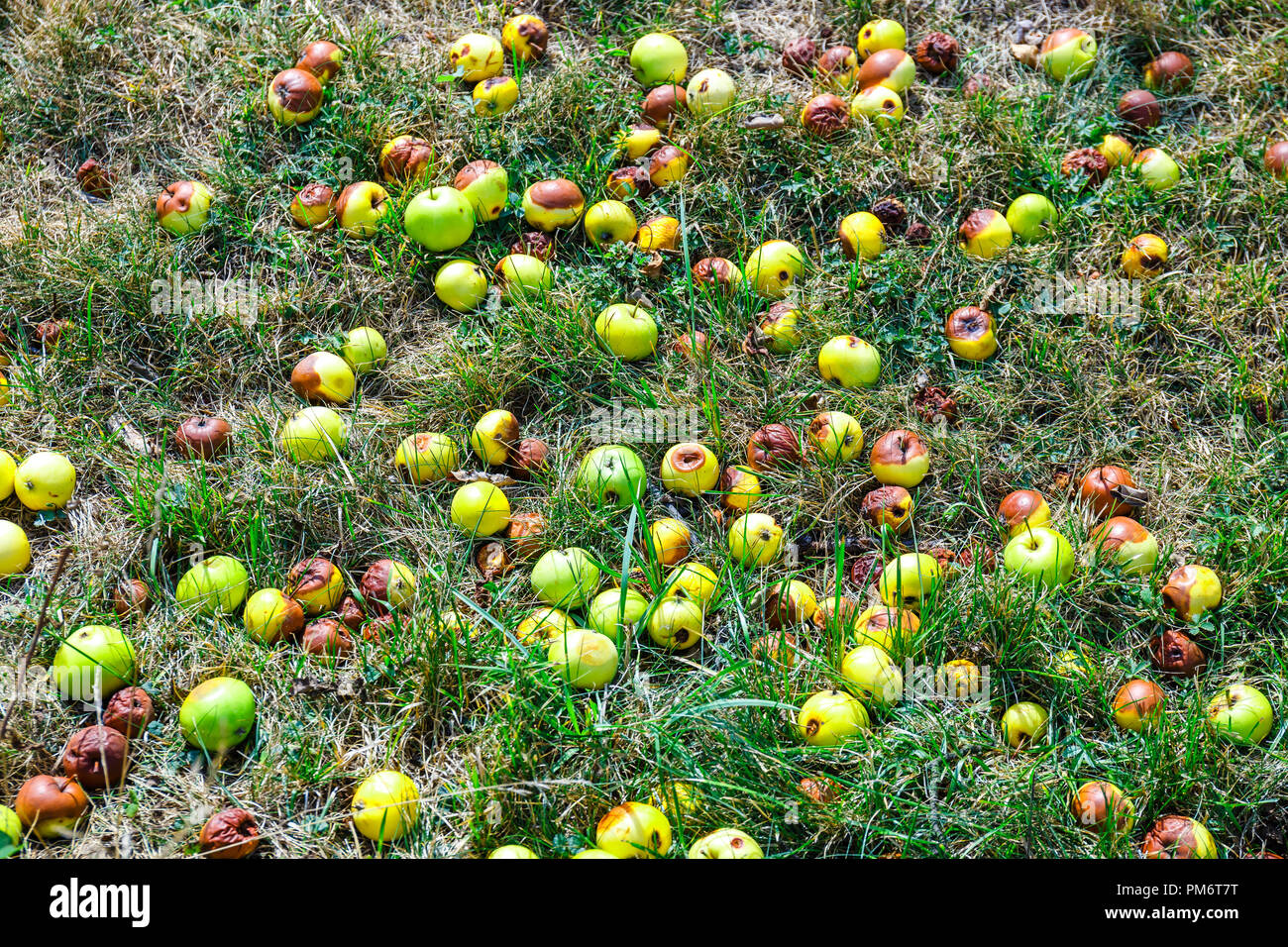 Old fallen apples on the ground hi-res stock photography and images - Alamy