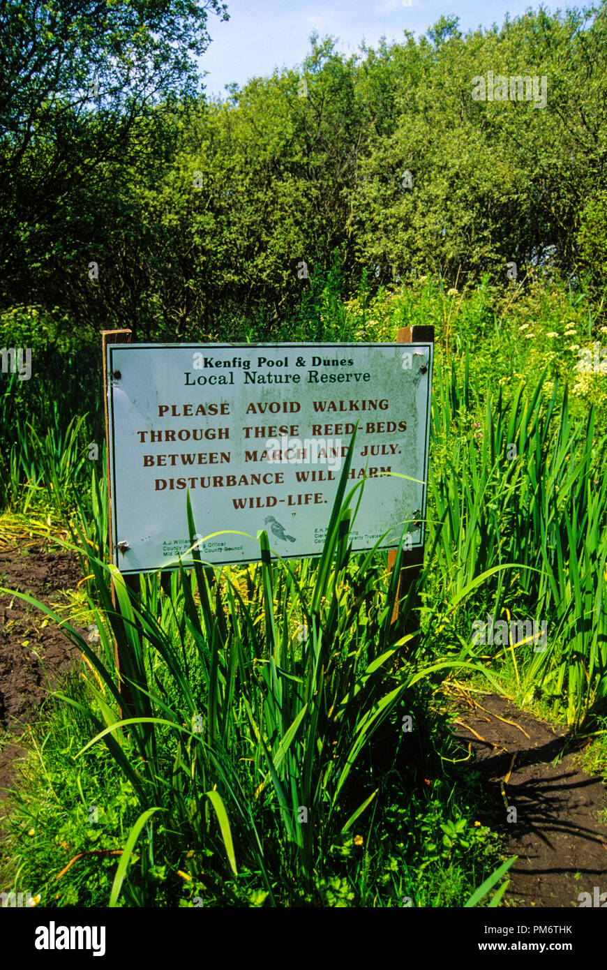 Protected Reedbed, Kenfig Pool National Nature Reserve, Wales, UK, GB ...