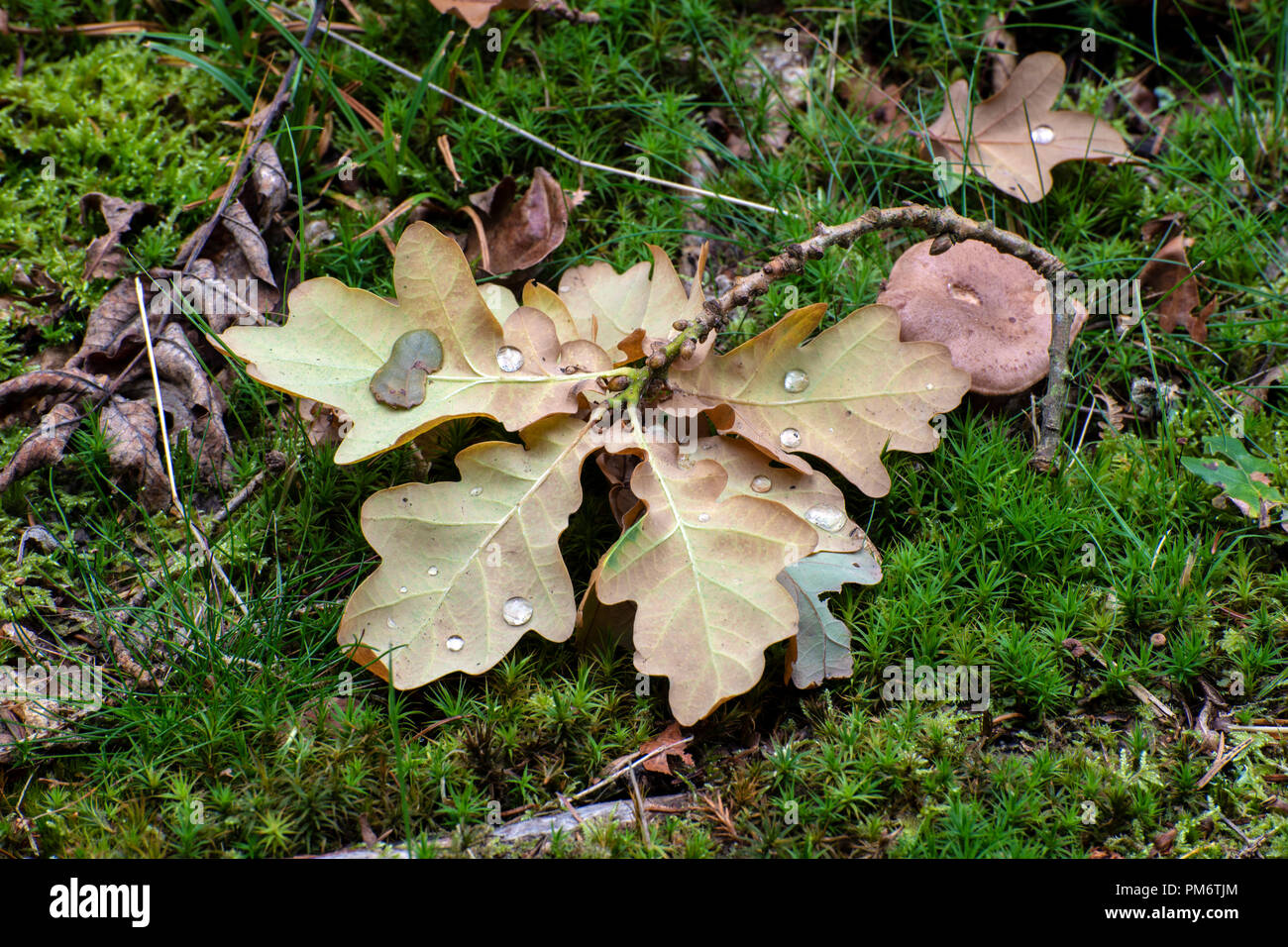Oak branch on forest floor Stock Photo - Alamy