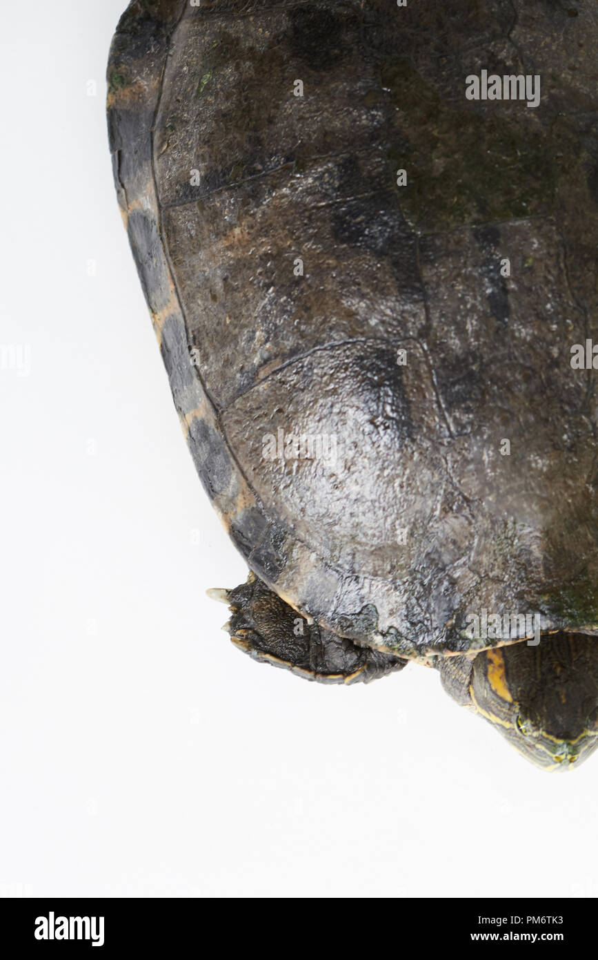 Turtle shell above top view isolated on white studio background Stock ...