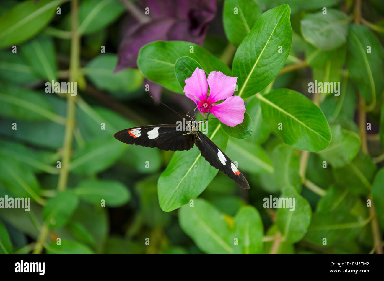 Vivid tropical butterfly - Common Postman - Heliconius melpomene Stock ...