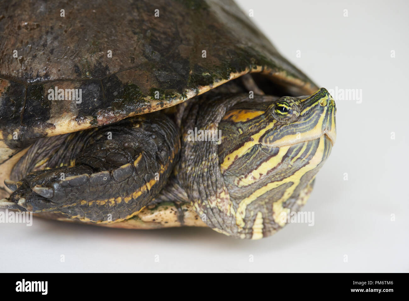 Close up side view on turtle isolated on white studio background Stock ...