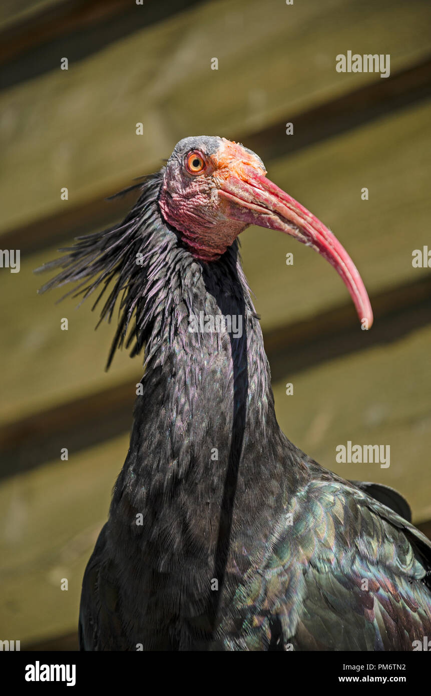 Northern bald ibis (also known as the Waldrapp ibis Stock Photo - Alamy
