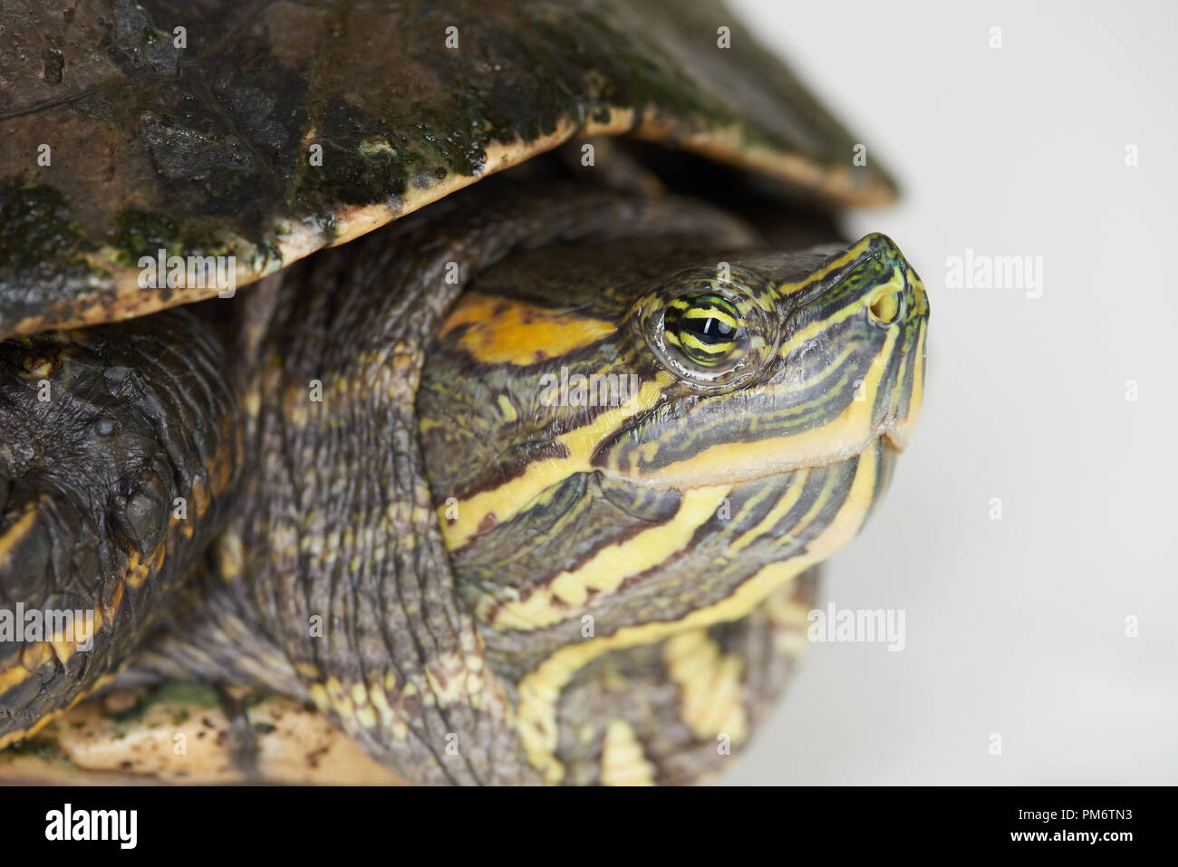 Close up headshot of sea turtle isolated on white background Stock ...