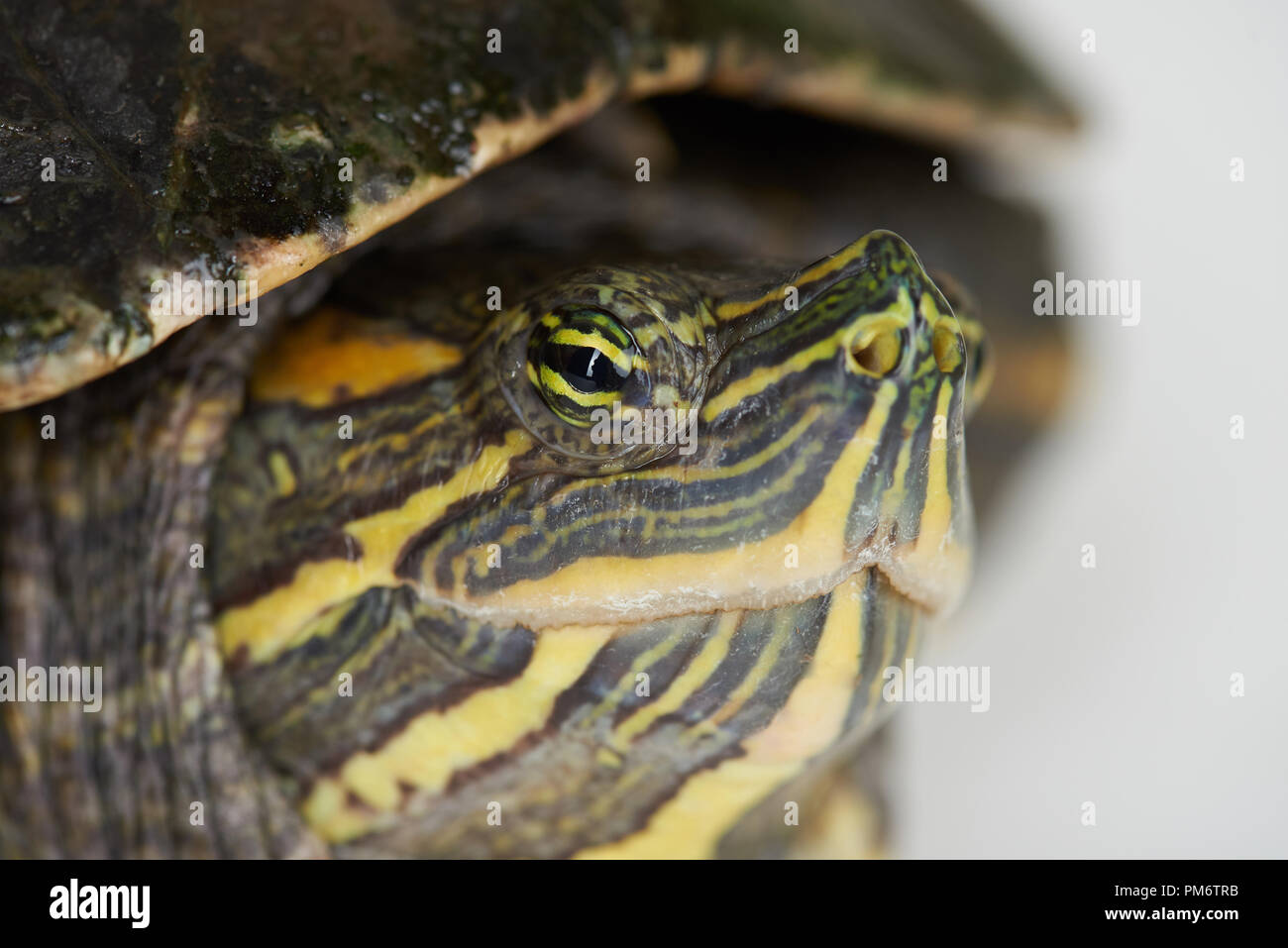 Turtle reptile theme. Colorful eye of sea turtle Stock Photo - Alamy