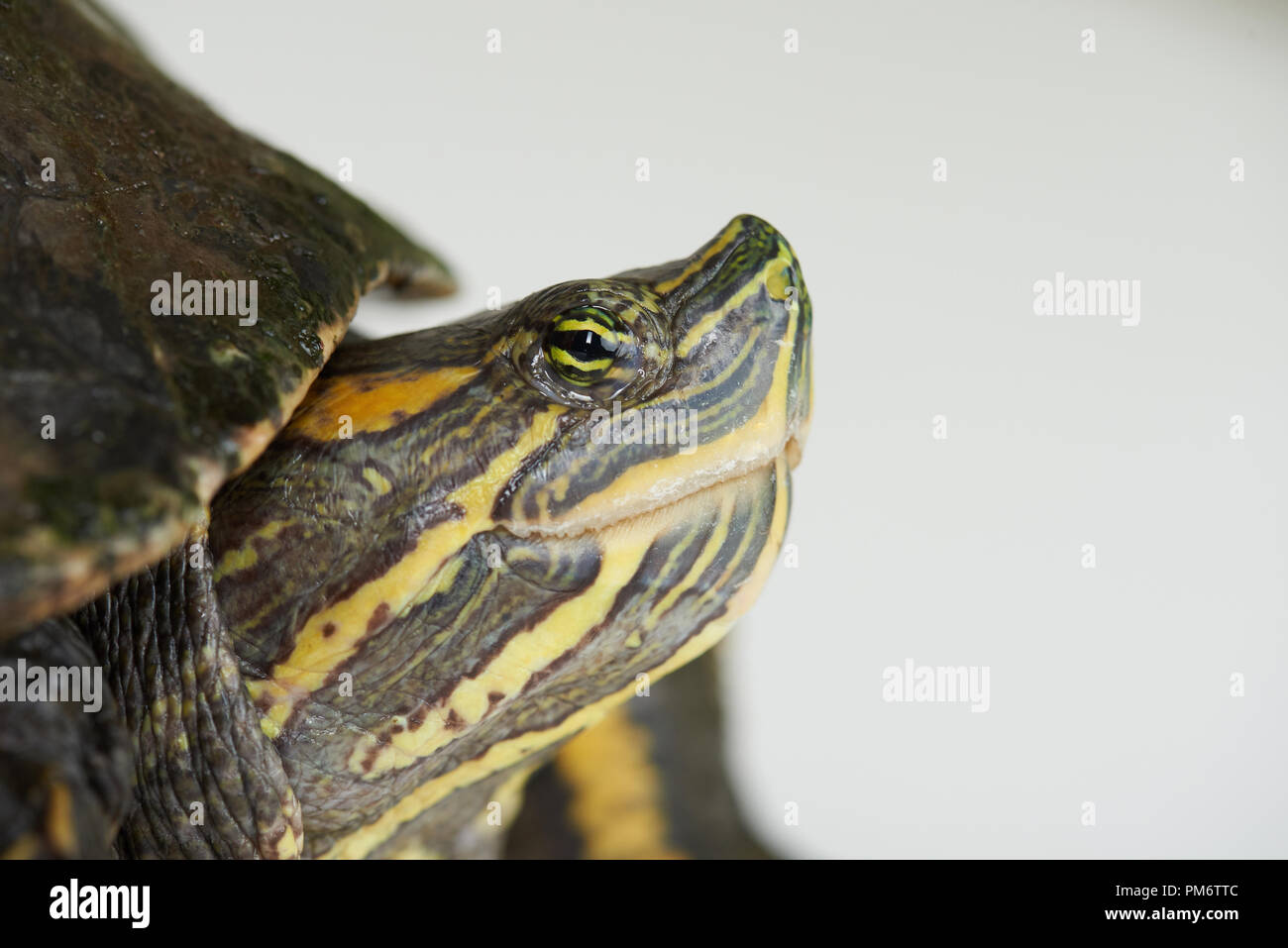 Colorful turtle hi-res stock photography and images - Alamy