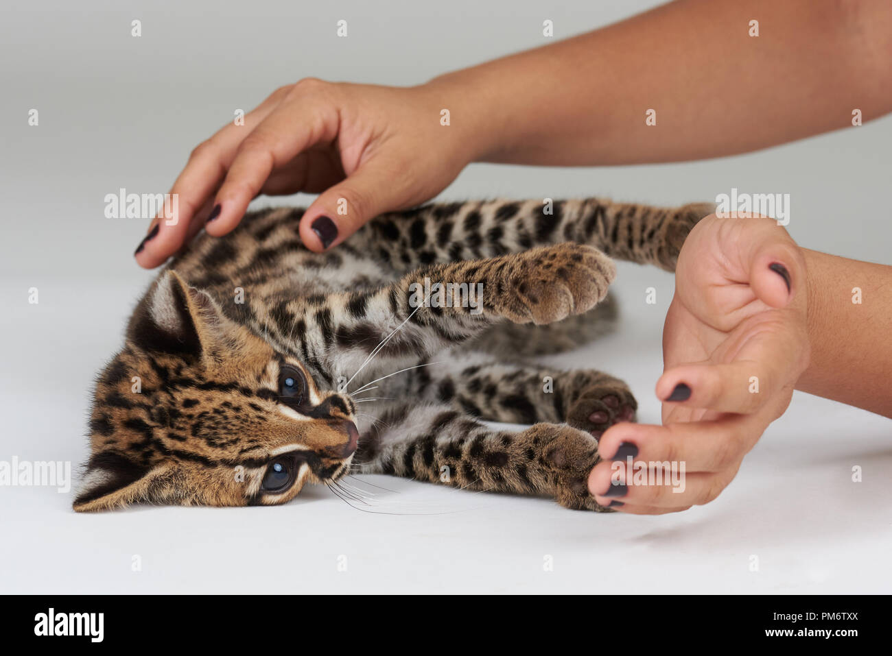 Taking care of wild animals theme. Human hands pet wild cat Stock Photo ...