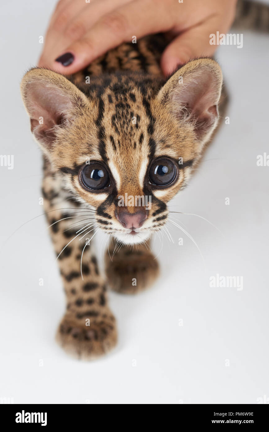 Pet Baby Leopard