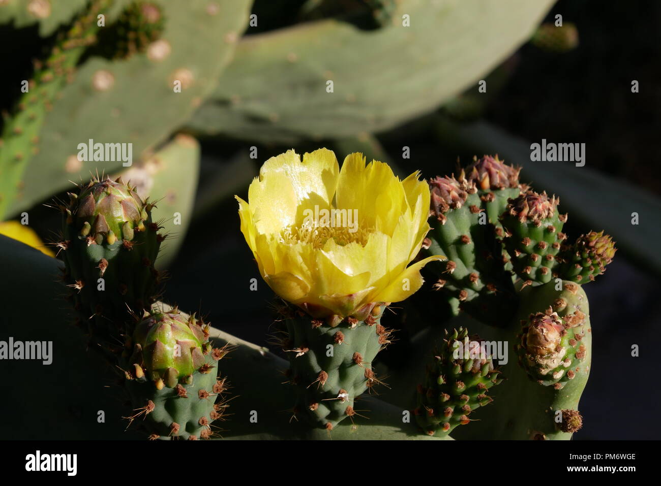 Bloom cactus hi-res stock photography and images - Alamy