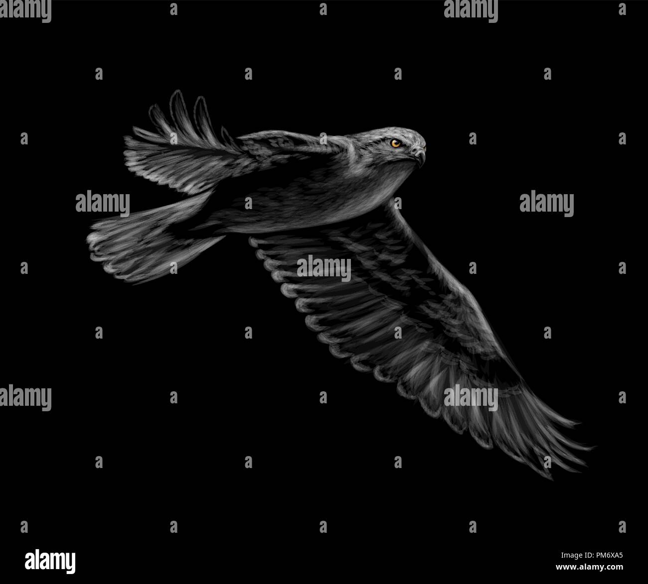Peregrine falcon Stock Vector Images - Alamy