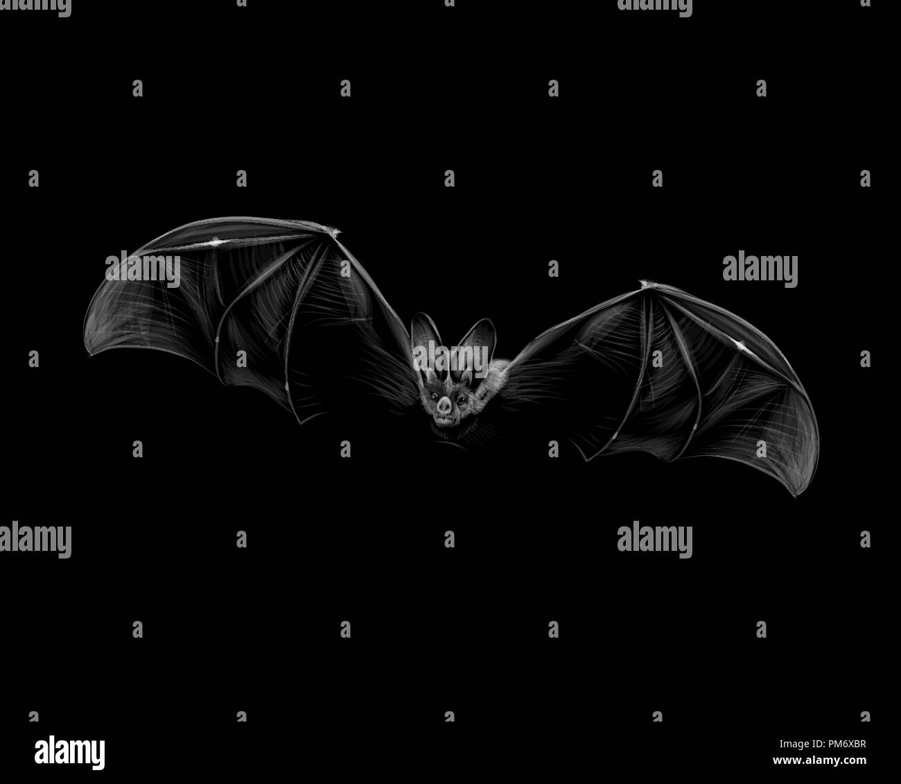 Nocturnal animal in flight Black and White Stock Photos & Images - Alamy