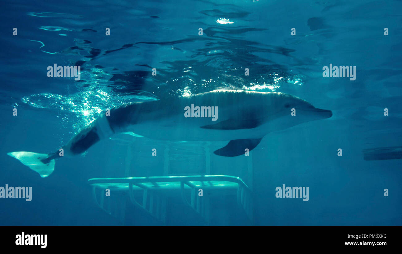 Dolphin Tale Wallpaper