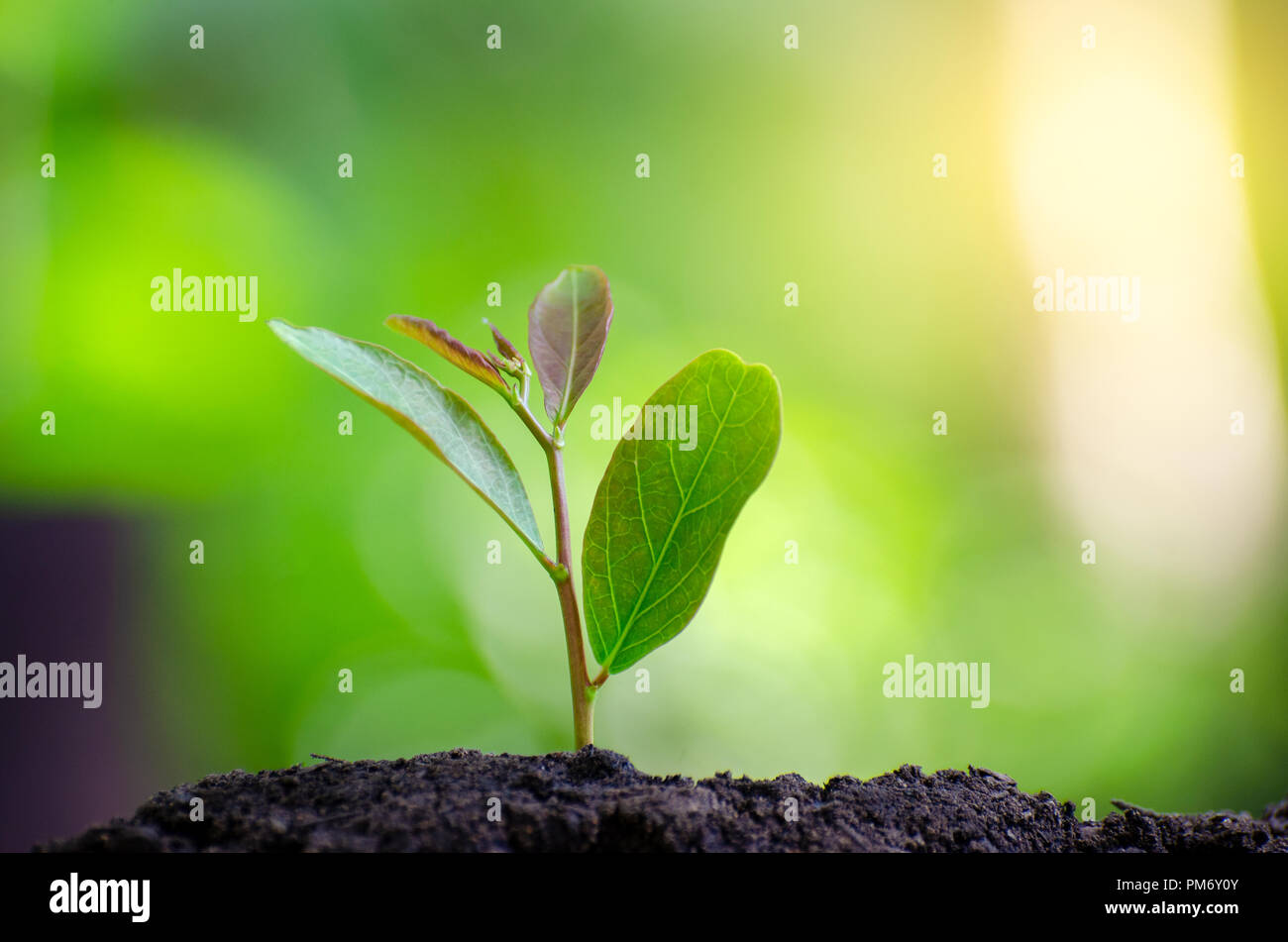 Planting seedlings young plant in the morning light on nature ...