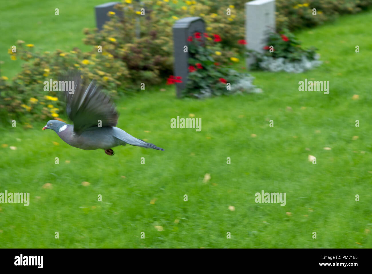 dove flying near gravestones in a cemetery in sweden Stock Photo - Alamy