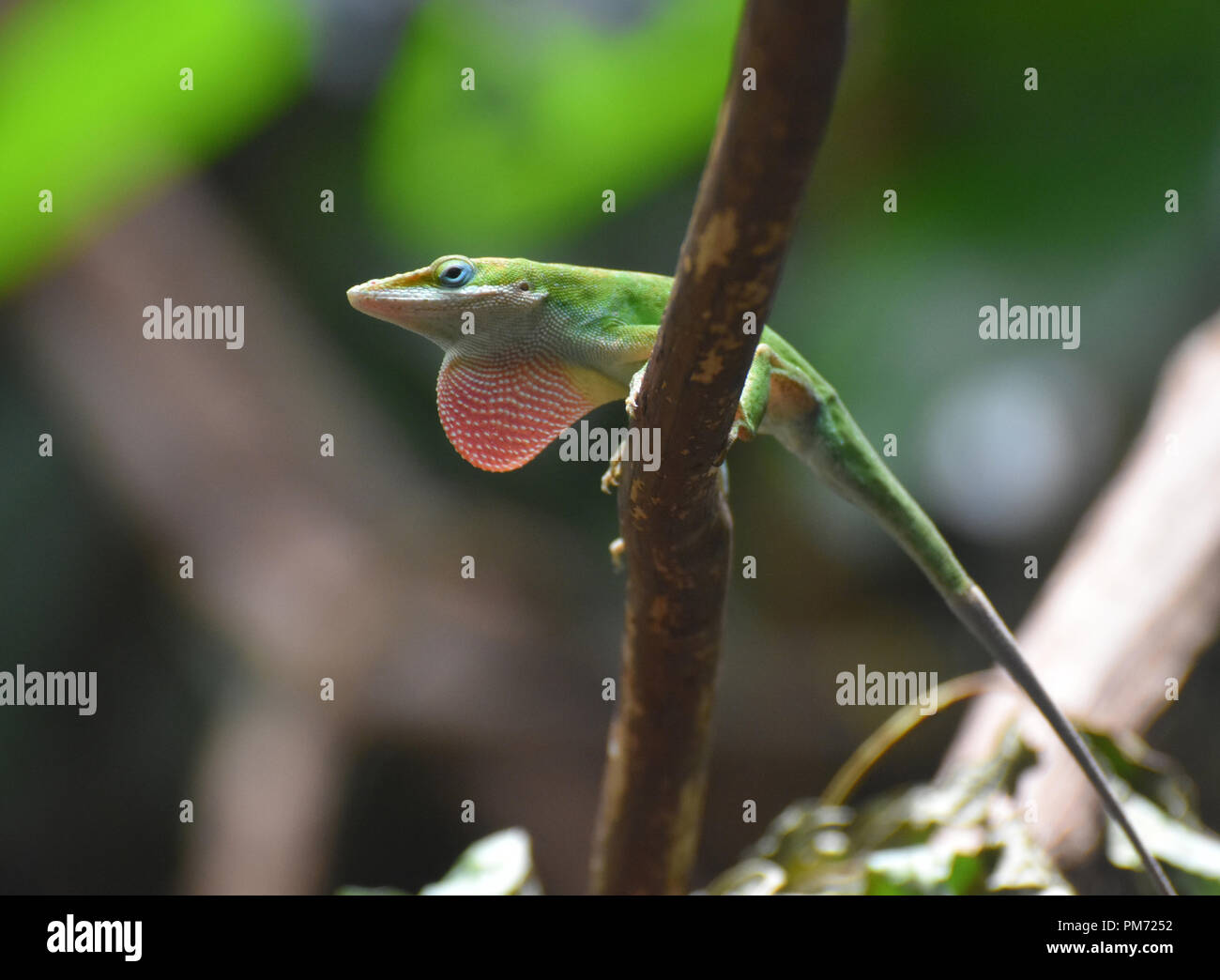 Cool Little Red Throated Lizard in Nature Stock Photo - Alamy