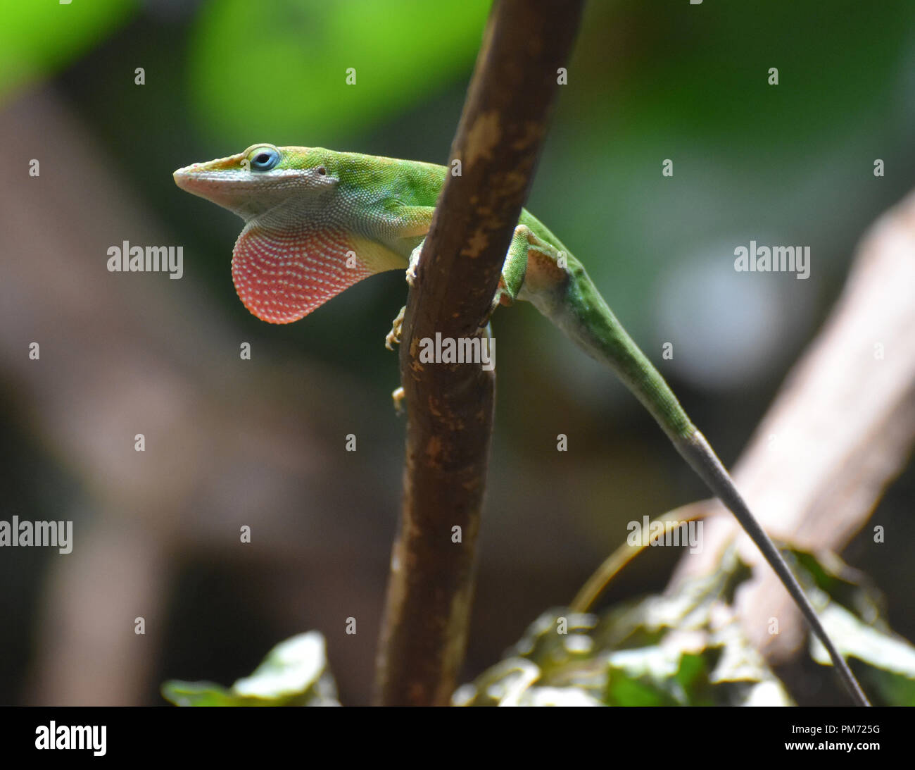 Cool Red Throated Lizard Giving the Side Eye Stock Photo - Alamy