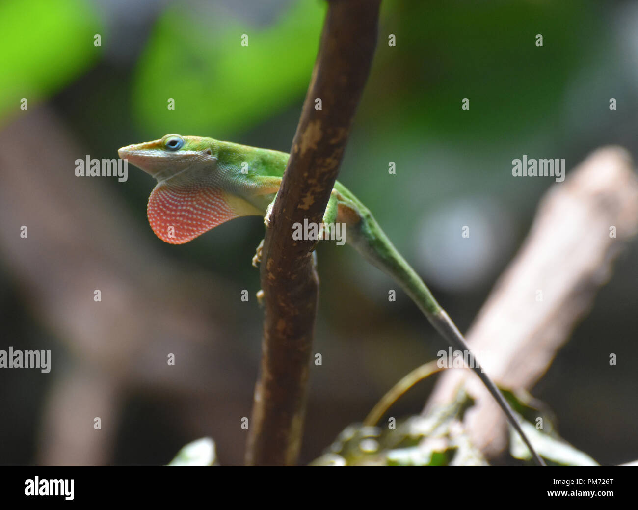Really Long Tail on this Red Throated Lizard Stock Photo - Alamy