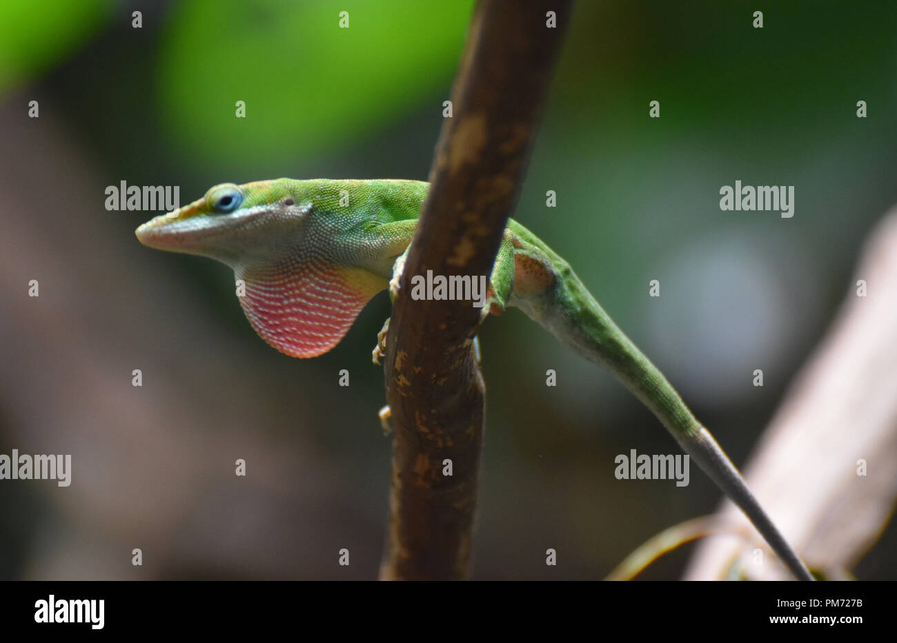 Cool Red Throated Lizard on a Branch Stock Photo - Alamy
